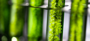 Bachelor of Science in Biology | National University